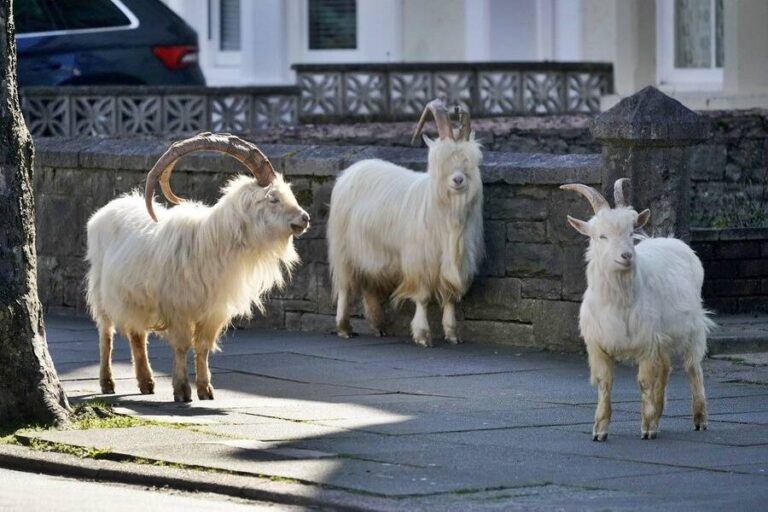 33 Photos Of Animals Reclaiming Earth During COVID-19 Lockdown