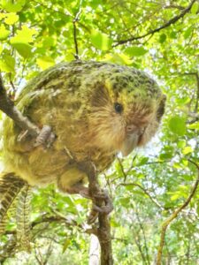 See The Kakapo, New Zealand's Critically Endangered 'Owl Parrot'