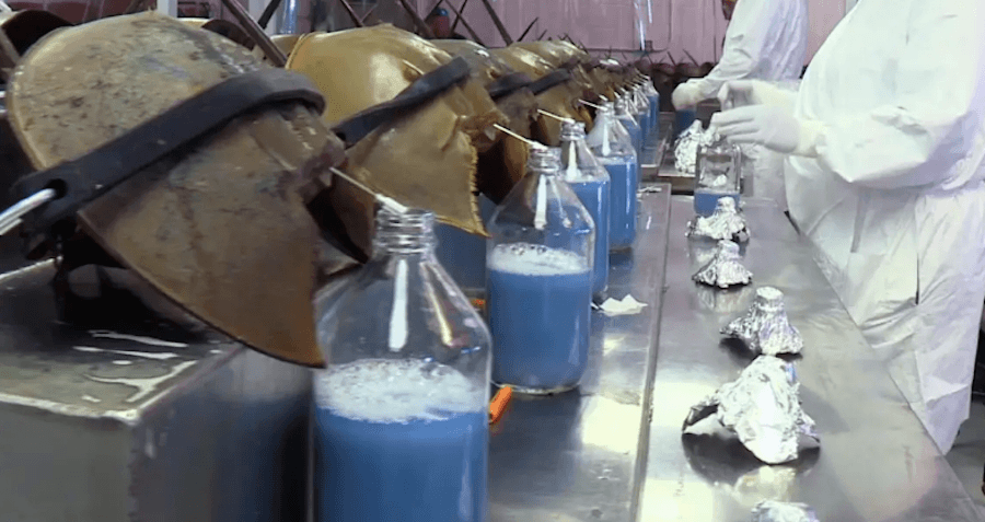 Why Horseshoe Crab Blood Is Essential For The Survival Of Humankind
