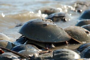 Why Horseshoe Crab Blood Is Essential For The Survival Of Humankind