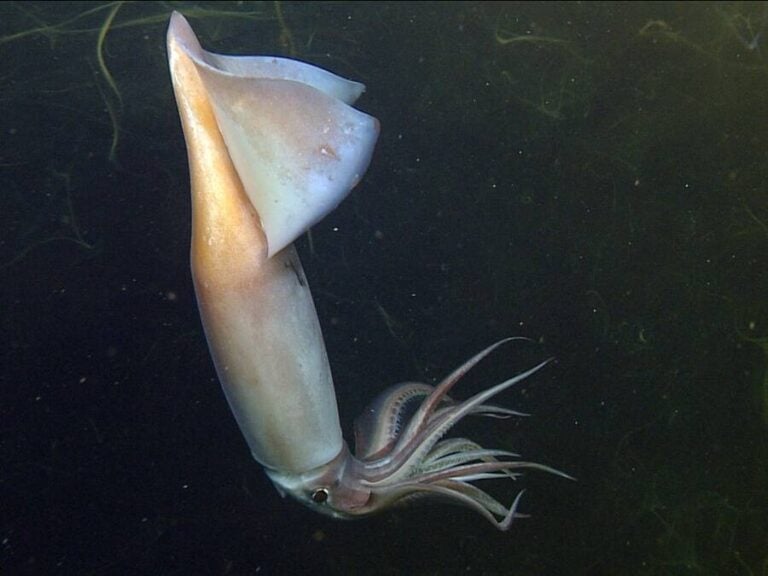 Deep-Sea Squids Use Bioluminescence To Communicate In The Dark