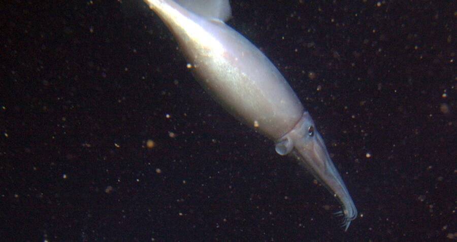 Deep-Sea Squids Use Bioluminescence To Communicate In The Dark