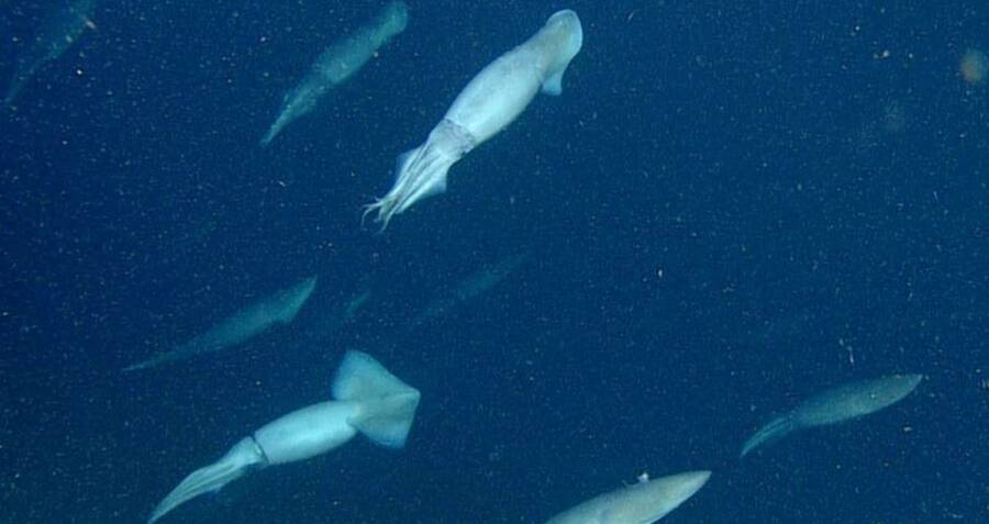 Deep-Sea Squids Use Bioluminescence To Communicate In The Dark