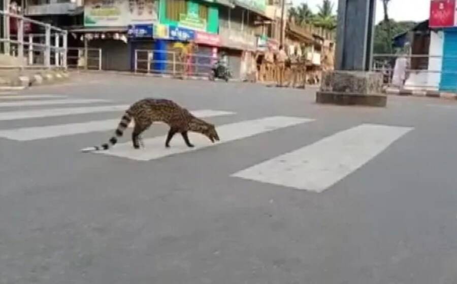 33 Photos Of Animals Reclaiming Earth During COVID-19 Lockdown