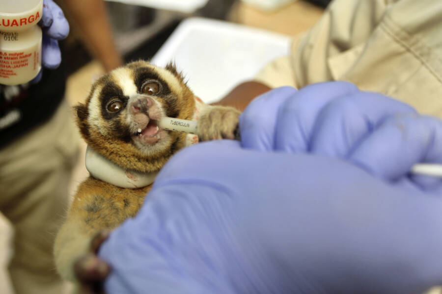 The Slow Loris, The Primate With A Surprisingly Deadly Venom
