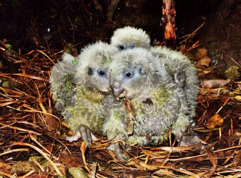 See The Kakapo, New Zealand's Critically Endangered 'Owl Parrot'