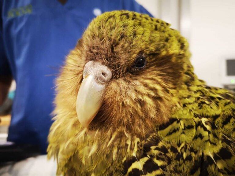 See The Kakapo, New Zealand's Critically Endangered 'Owl Parrot'