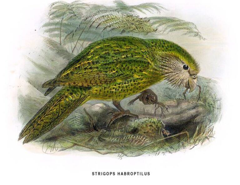 See The Kakapo, New Zealand's Critically Endangered 'Owl Parrot'