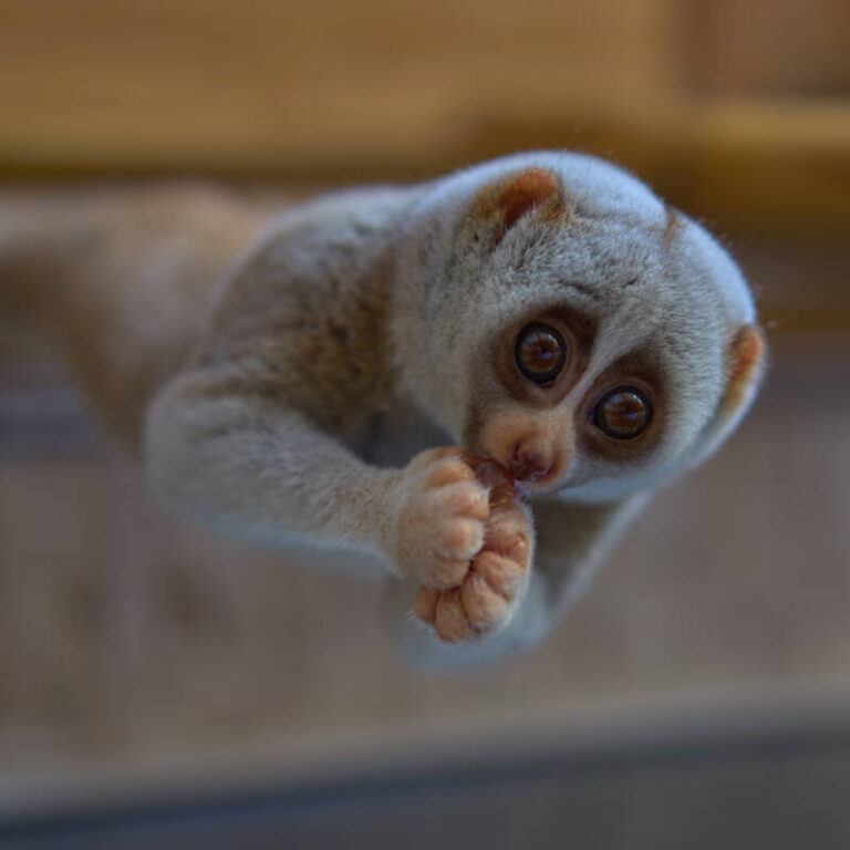 The Slow Loris, The Primate With A Surprisingly Deadly Venom