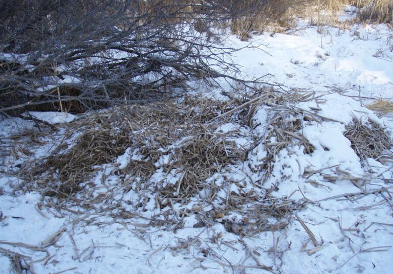 Huge Feral Hogs Wreaking Havoc And Building 'Pigloos' Across Canada