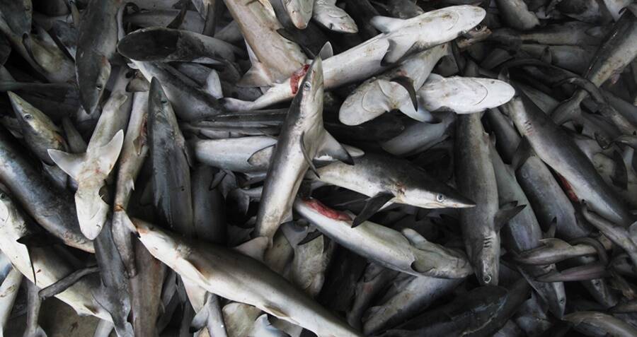 How Shark Fin Soup Is Driving Some Species To Extinction