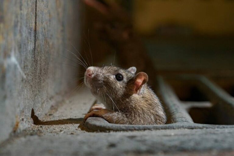 Swarms Of 'Rat Armies' Suffering Under Coronavirus Are Coming ...