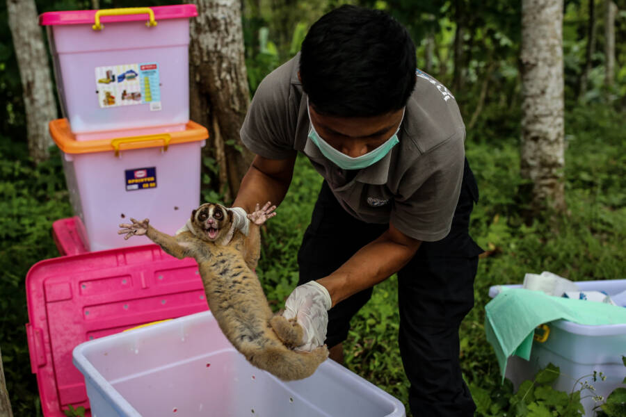 The Slow Loris, The Primate With A Surprisingly Deadly Venom