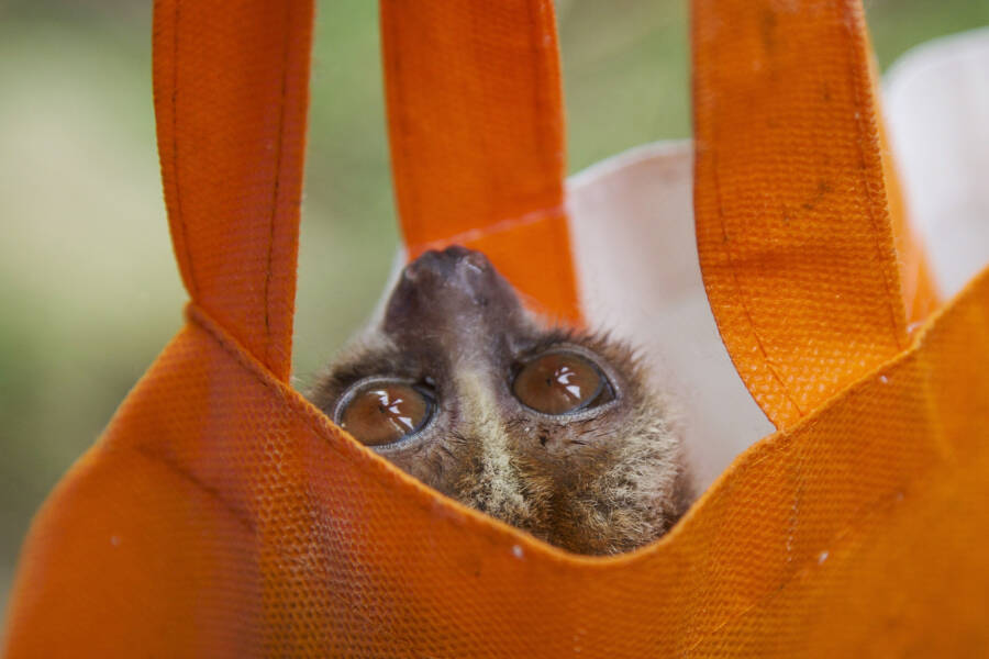 The Slow Loris, The Primate With A Surprisingly Deadly Venom