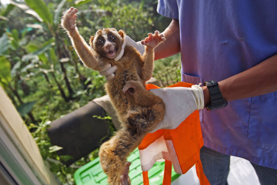 The Slow Loris, The Primate With A Surprisingly Deadly Venom