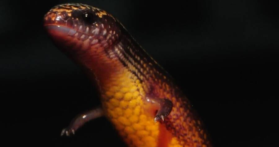 This Lizard's Ability To Lay Eggs And Give Birth Might Show It's Evolving