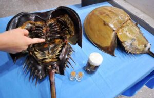 Why Horseshoe Crab Blood Is Essential For The Survival Of Humankind