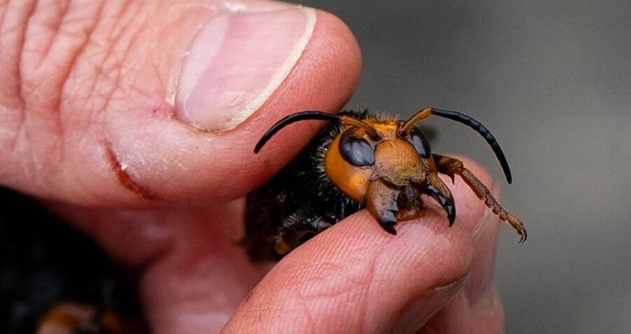 Discovery Of Giant 'Murder Hornets' Slaughtering Honey Bees Has ...
