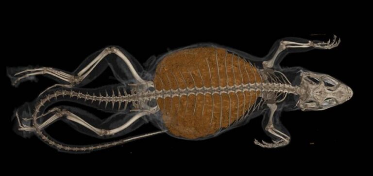 Meet The Curly Tail Lizard That Will Eat Almost Anything