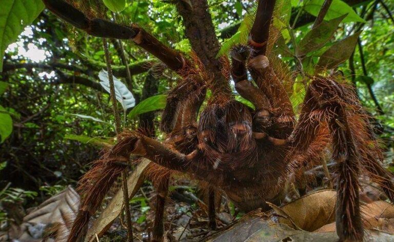 Meet The Goliath Birdeater, The World's Biggest Tarantula