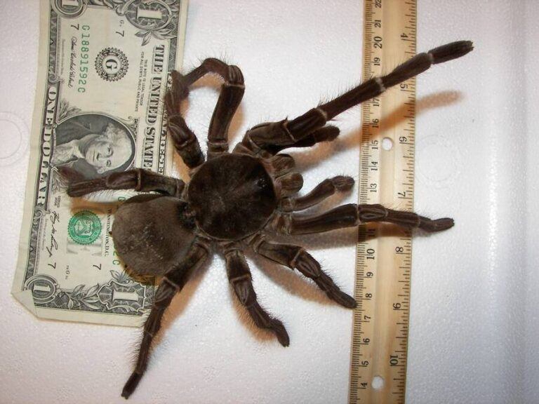 Meet The Goliath Birdeater, The World's Biggest Tarantula
