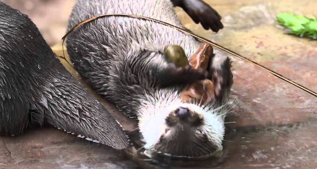 Captive Otters Will Juggle When They Are Hungry, Study Shows