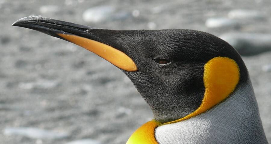Gas From King Penguin Poop Is Making Scientists 'Completely Cuckoo'