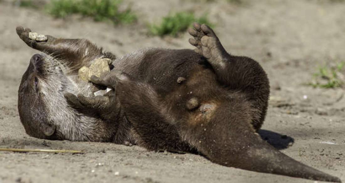 Captive Otters Will Juggle When They Are Hungry, Study Shows
