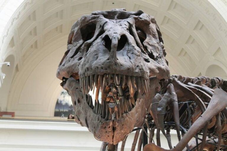 T. Rex Legs Were Long To Save Energy Rather Than Run, Says Study