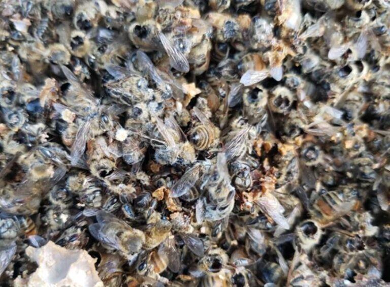 Discovery Of Giant 'Murder Hornets' Slaughtering Honey Bees Has ...