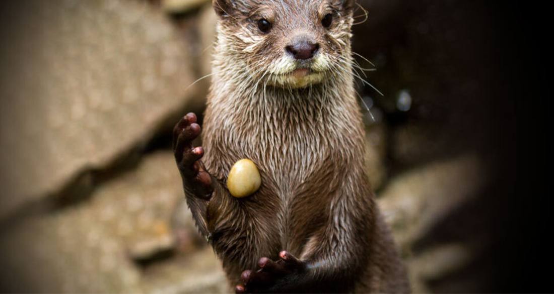 Captive Otters Will Juggle When They Are Hungry, Study Shows