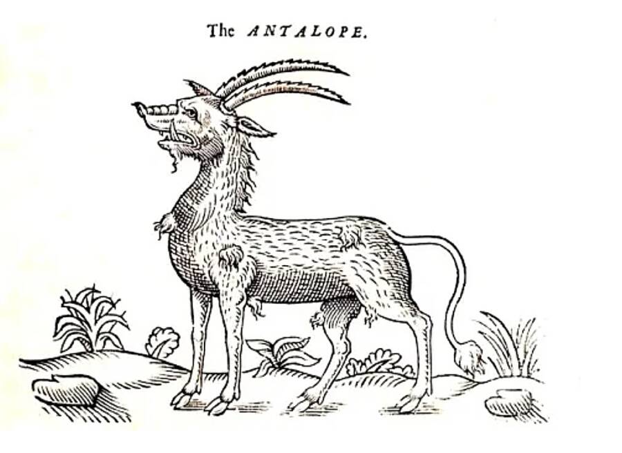 Scientific Drawings Of Mythical Creatures We Thought Were Real