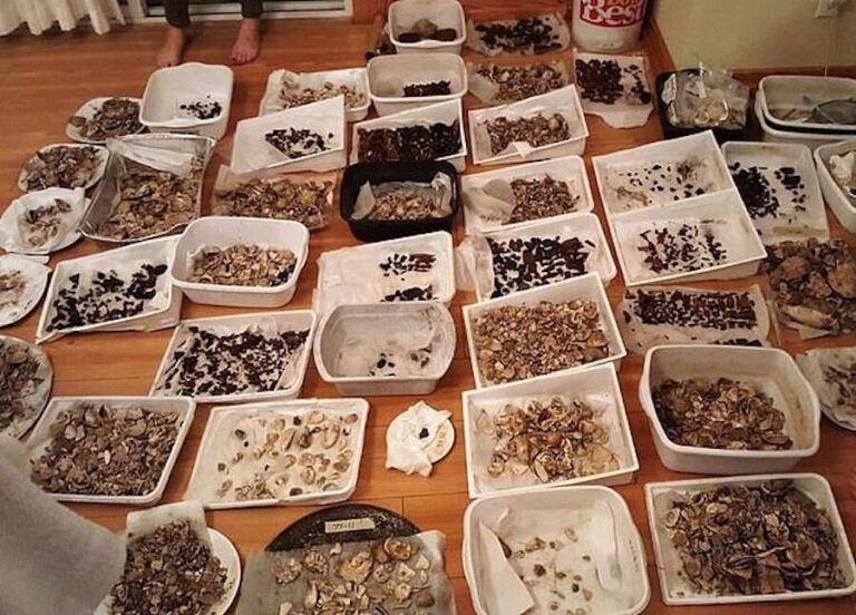 What Happened To The Lost Colony Of Roanoke?