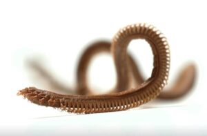 Mongolian Death Worm, Slithering Monster Of The Gobi Desert