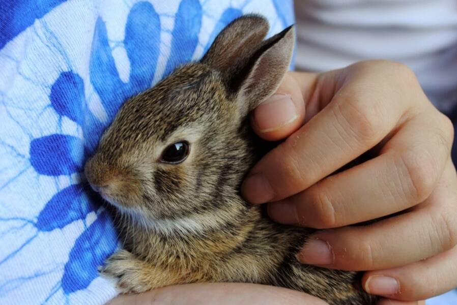 44 Heartwarming Photos Of Cute Baby Animals