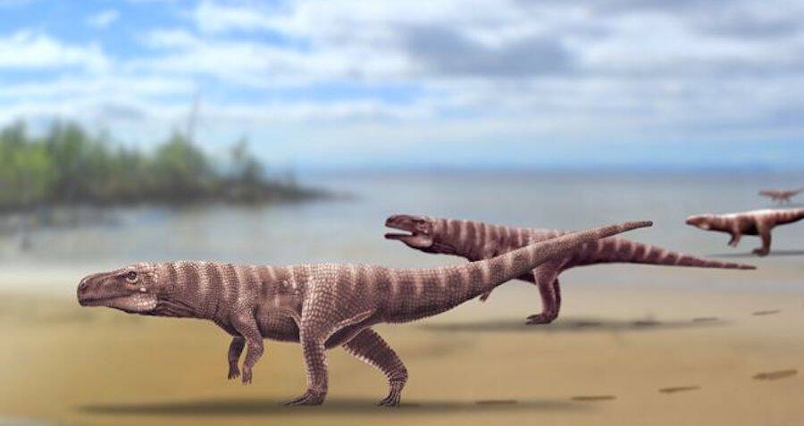 120-Million-Year-Old Bipedal Crocodile Fossils Discovered In South Korea