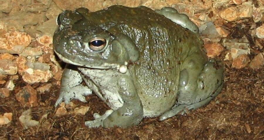 Porn Star Arrested After Man's Death During 'Mystical' Toad Venom Ritual