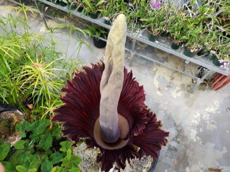 See A Rare Corpse Flower Bloom Caught On Video