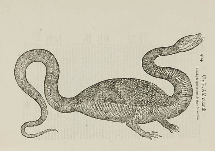 Scientific Drawings Of Mythical Creatures We Thought Were Real