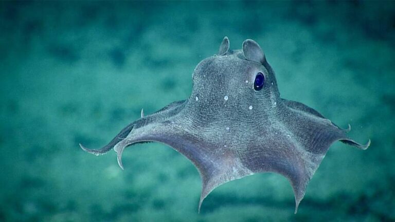 Meet The Dumbo Octopus, The Deep-Sea Creature With Elephant 'Ears'