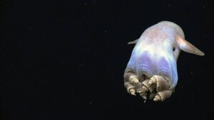 Meet The Dumbo Octopus, The Deep-Sea Creature With Elephant 'Ears'