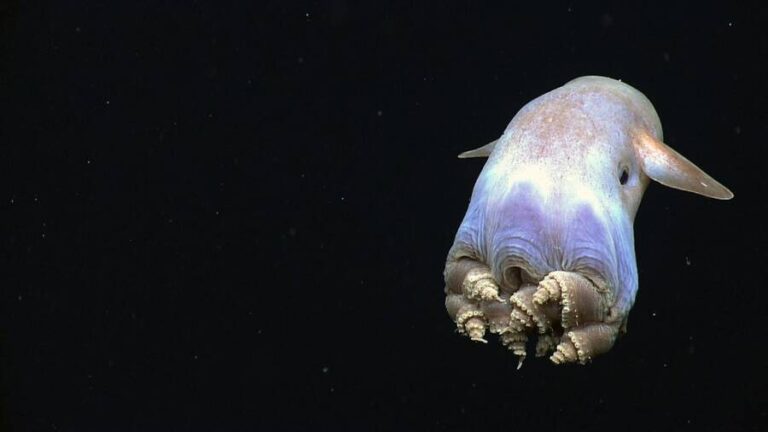 Meet The Dumbo Octopus, The Deep-Sea Creature With Elephant 'Ears'