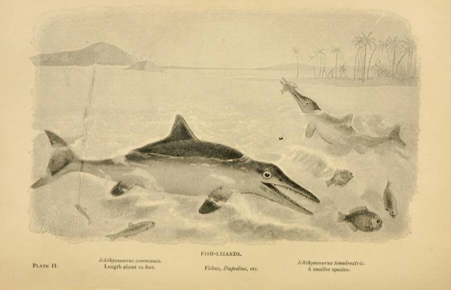 Scientific Drawings Of Mythical Creatures We Thought Were Real