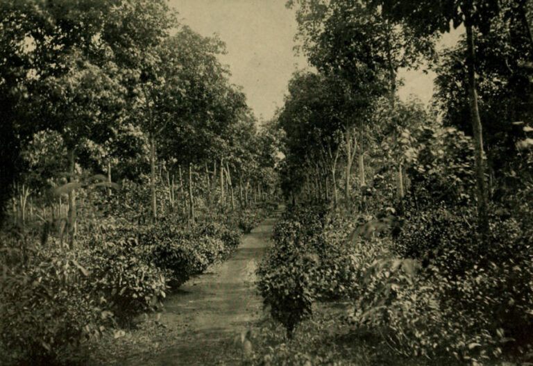 Inside Fordlândia, Henry Ford's Failed Utopia In Brazil