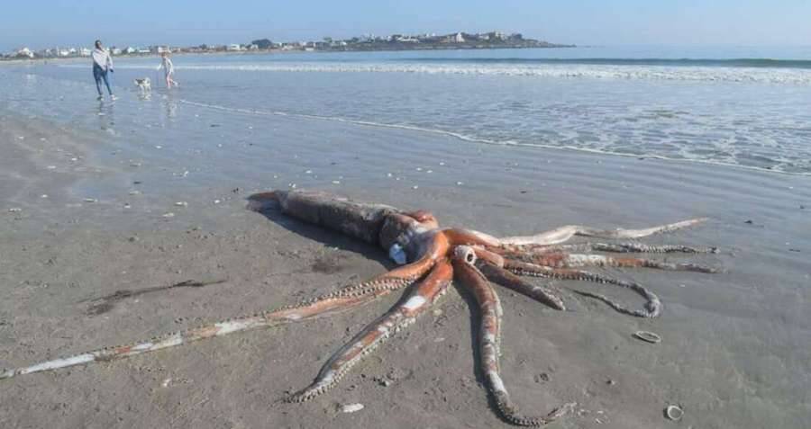 Rare 14-Foot Giant Squid Found On South African Beach