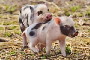 44 Heartwarming Photos Of Cute Baby Animals