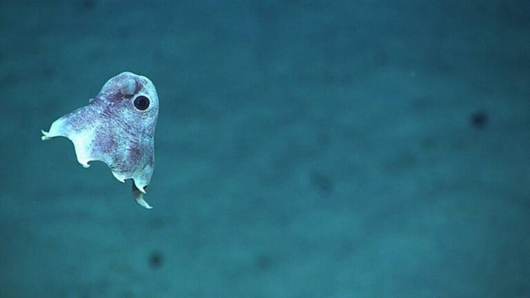 Meet The Dumbo Octopus, The Deep-Sea Creature With Elephant 'Ears'