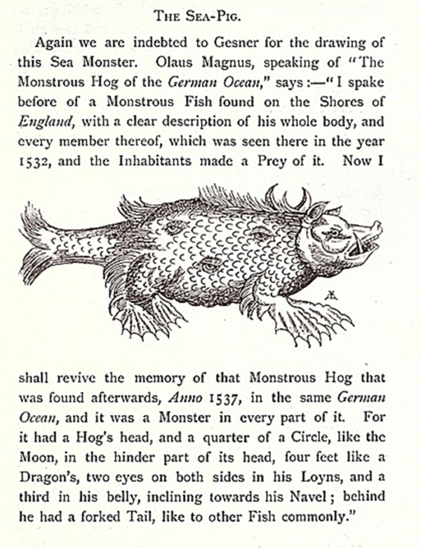 Scientific Drawings Of Mythical Creatures We Thought Were Real