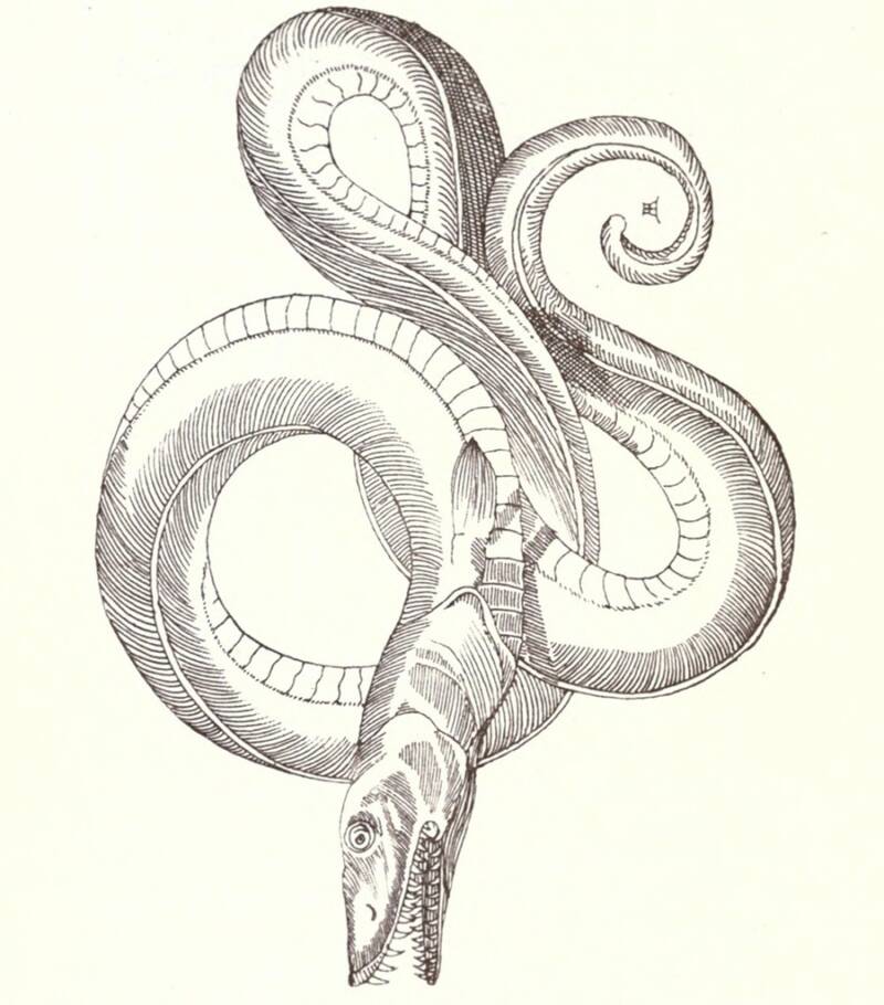 Scientific Drawings Of Mythical Creatures We Thought Were Real