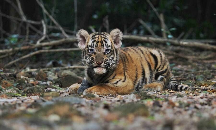 44 Heartwarming Photos Of Cute Baby Animals